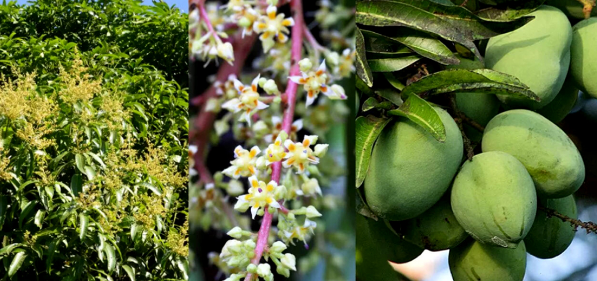 When Do Mango Trees Bloom